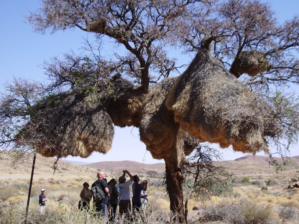 Huge nest Dusky s Wonders